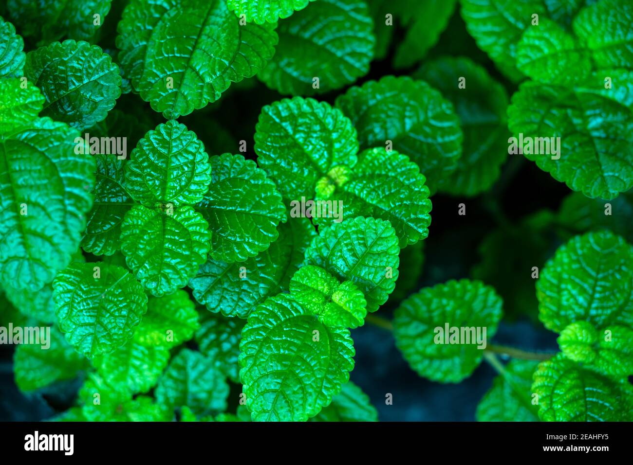 Fresh green peppermint trees Focus on leaves, view from above, taken ...