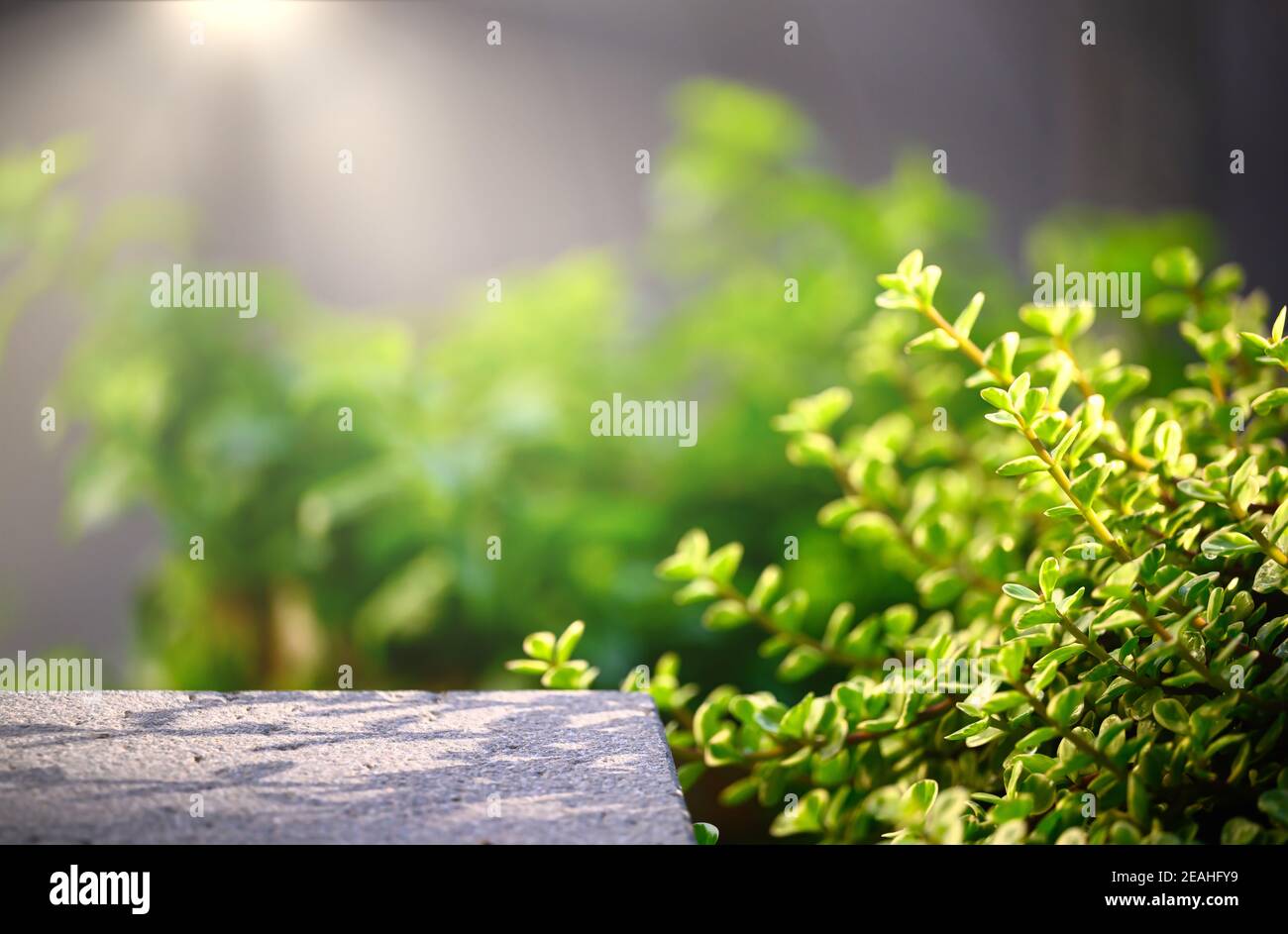Sideways growing tree hi-res stock photography and images - Alamy
