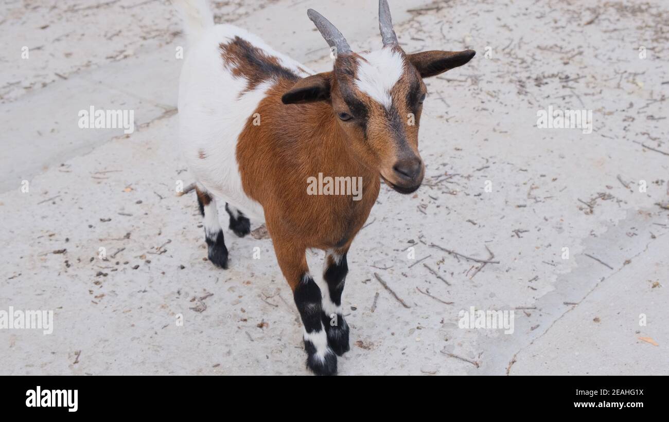 Adult white goat eating grass hi-res stock photography and images - Alamy