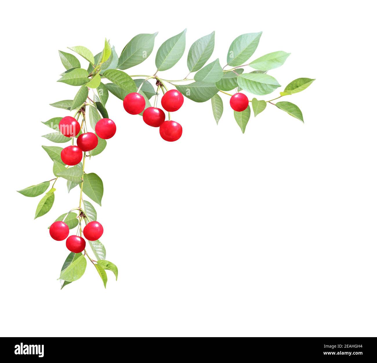 Decorative angle with cherry tree branch with green leaves and red ...