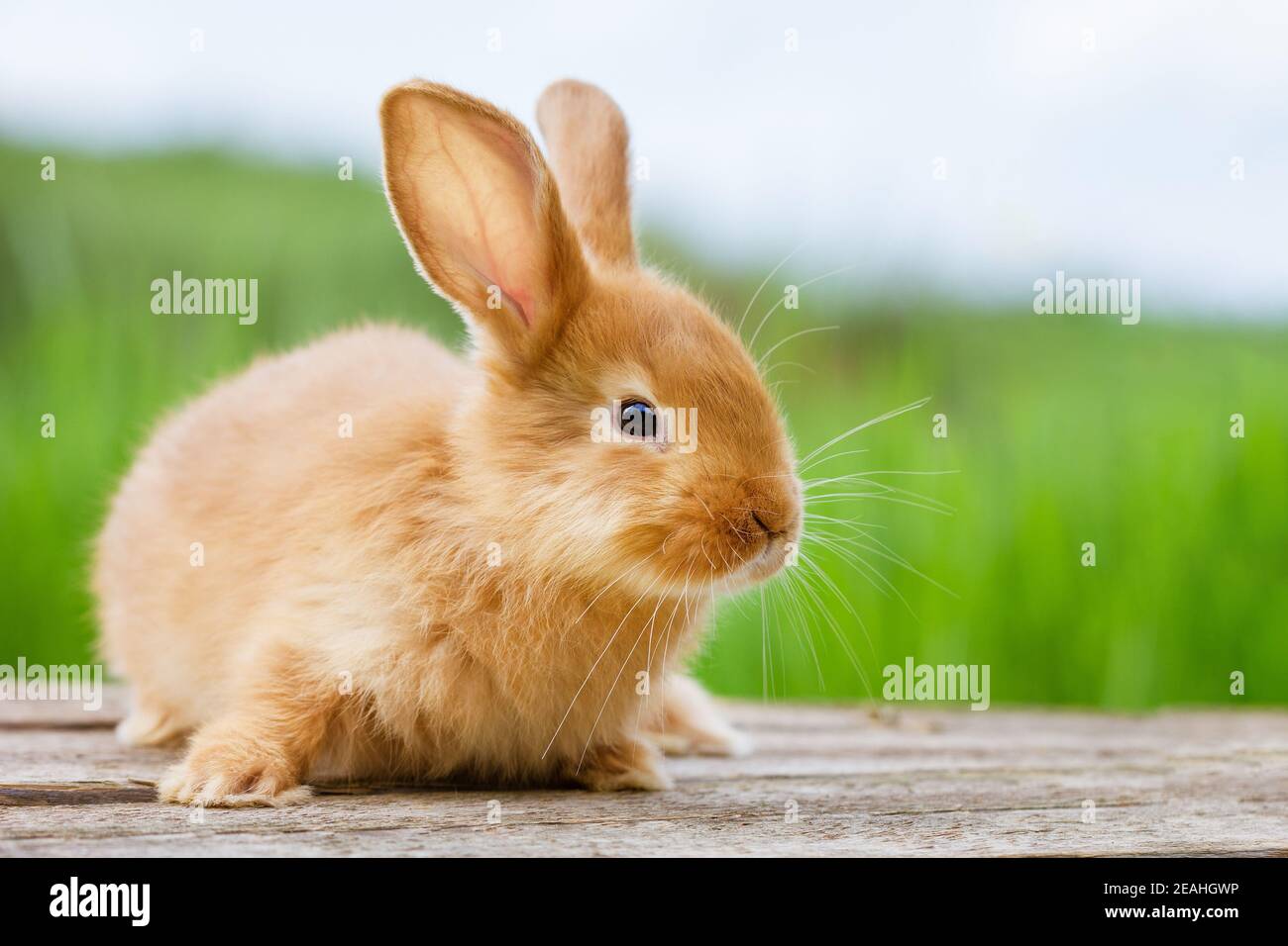 fluffy funny ginger rabbit on a background of green nature Stock Photo ...
