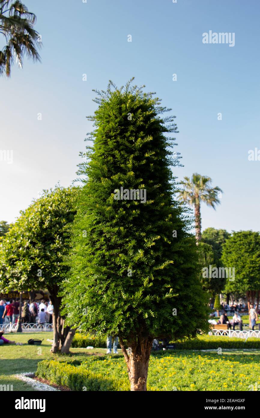 Very young small oak tree in pine forest in summer hi-res stock ...