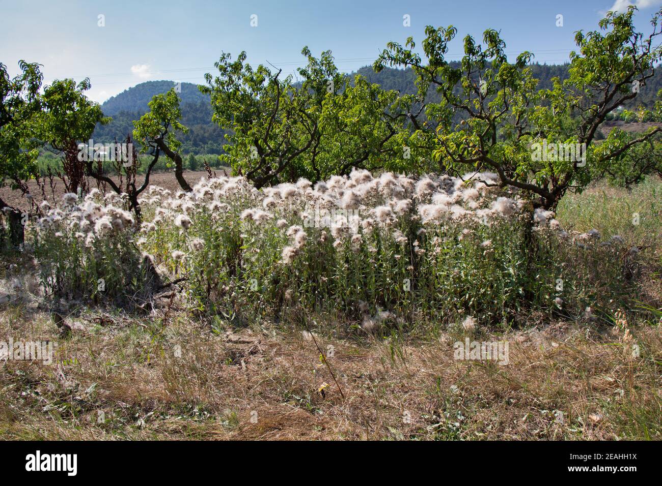 Hair thistle hi-res stock photography and images - Alamy