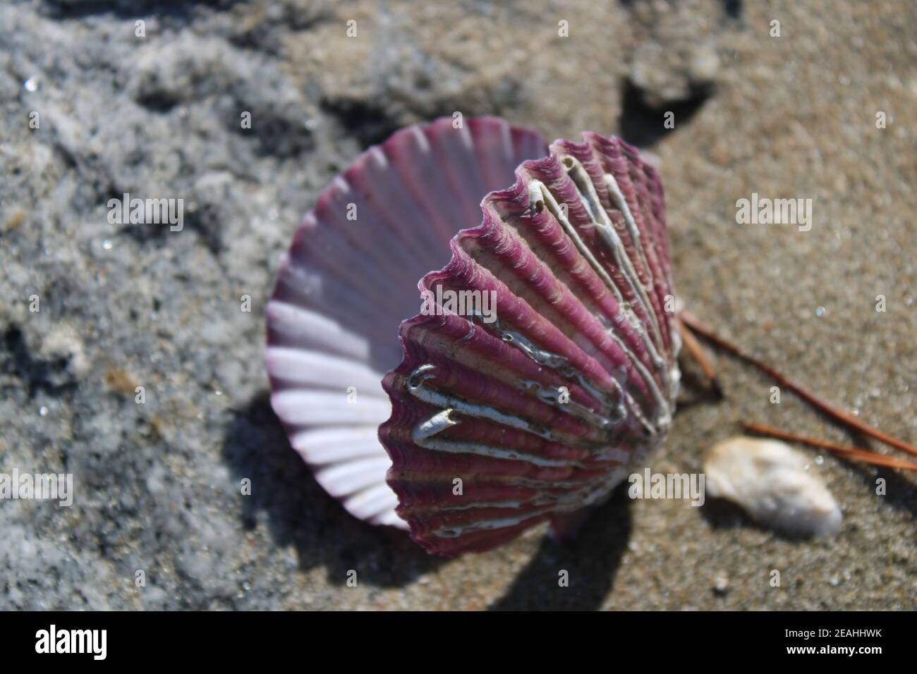 Purple Sea Shells High Resolution Stock Photography and Images - Alamy