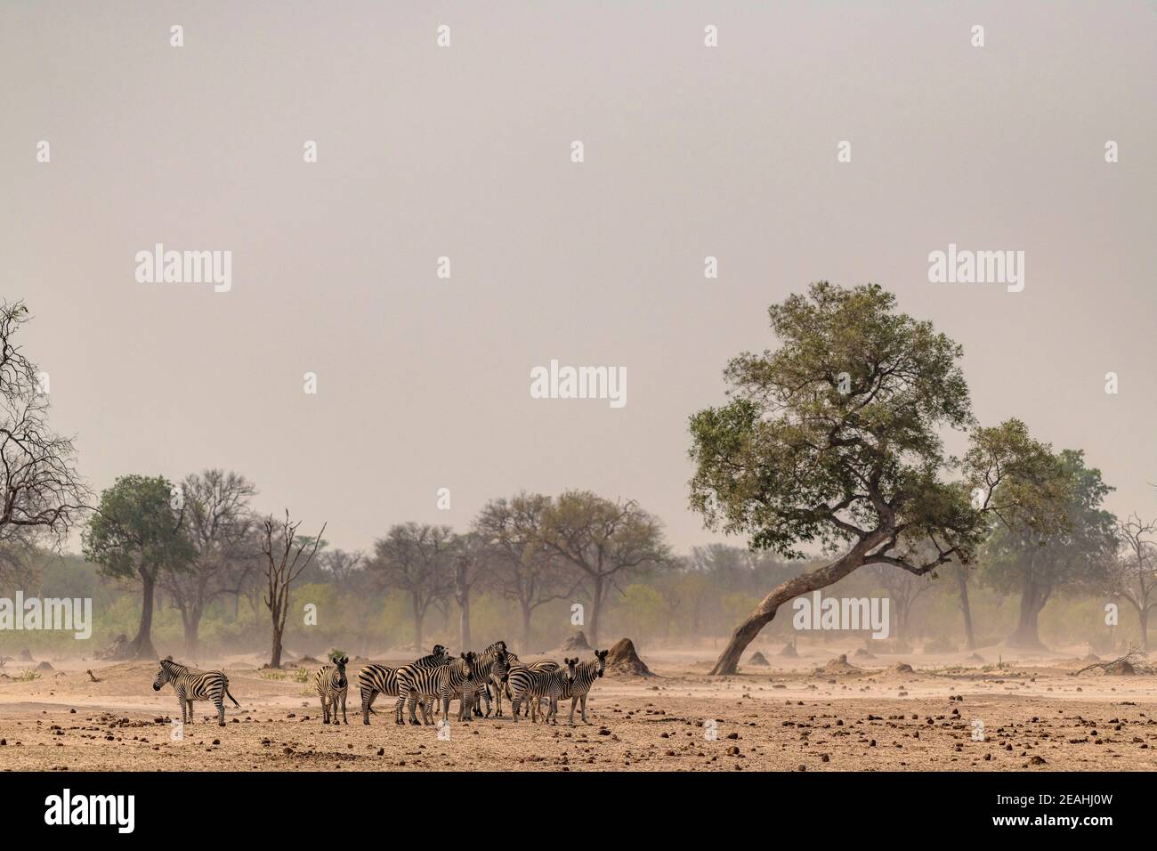 Quagga pan hi-res stock photography and images - Alamy