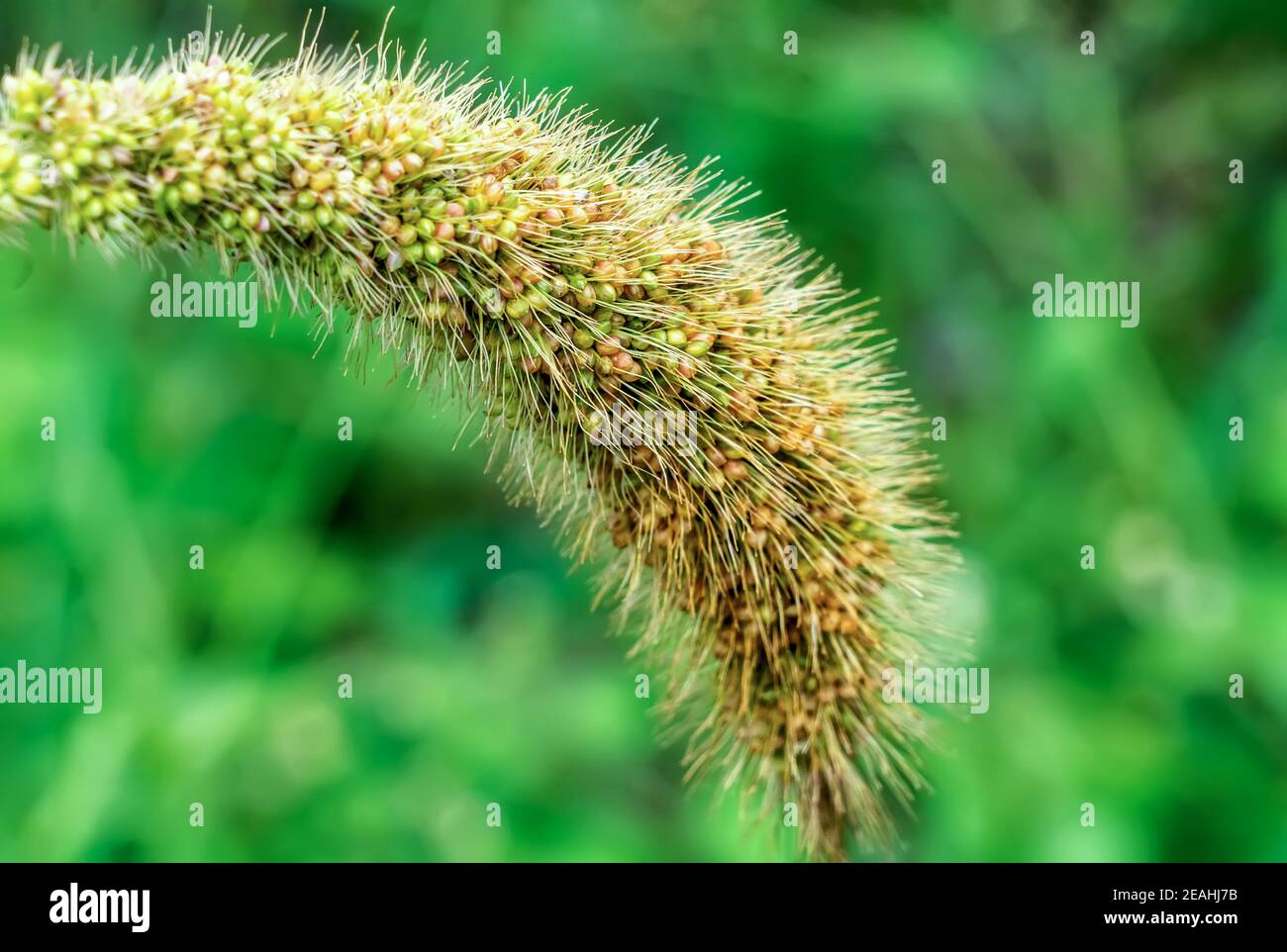 German millet hi-res stock photography and images - Alamy