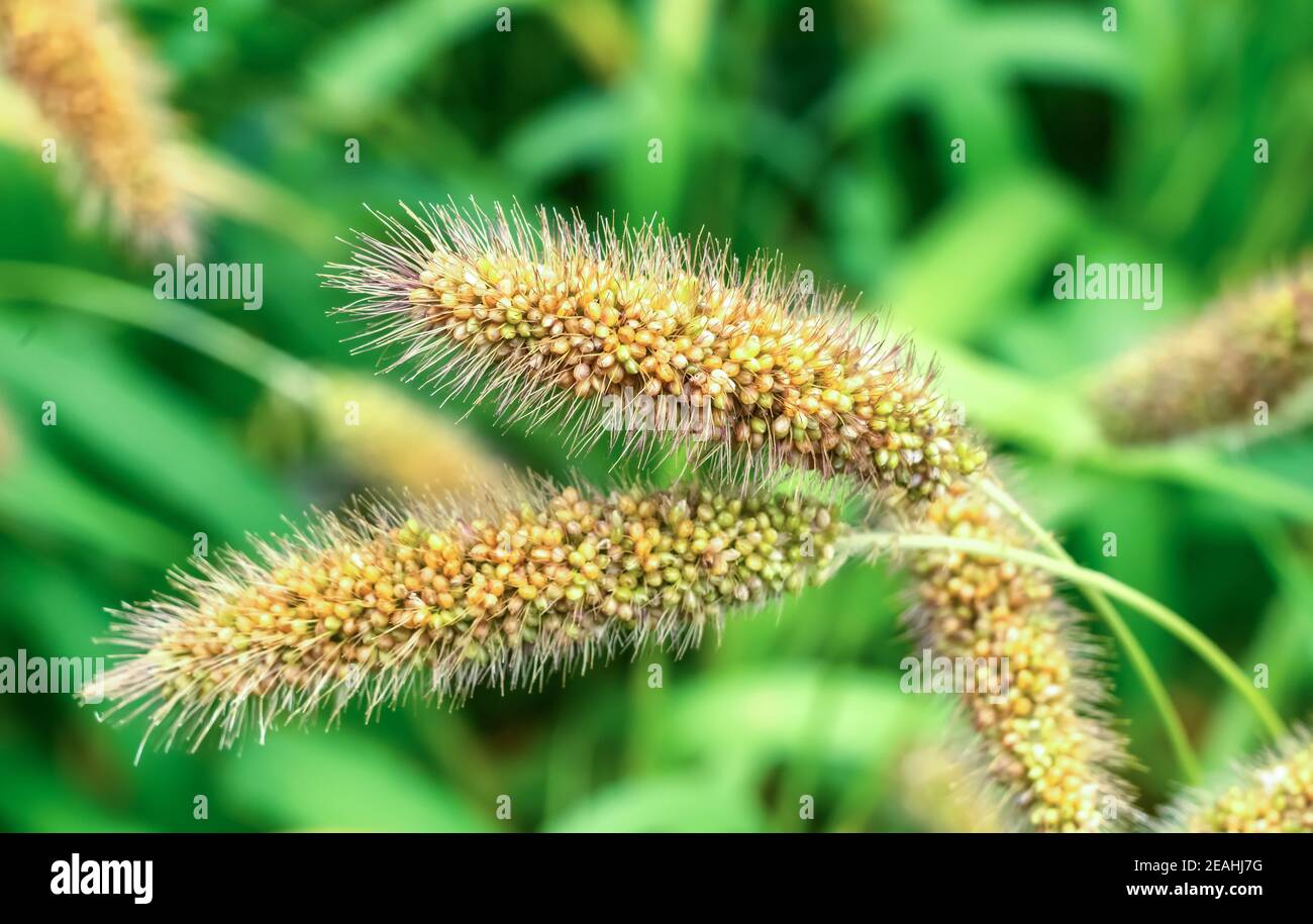 Foxtail millet plant hi-res stock photography and images - Alamy