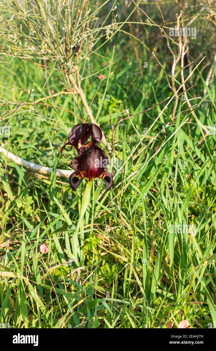 Group of wild purple iris Argaman flowers of close up among the grass ...