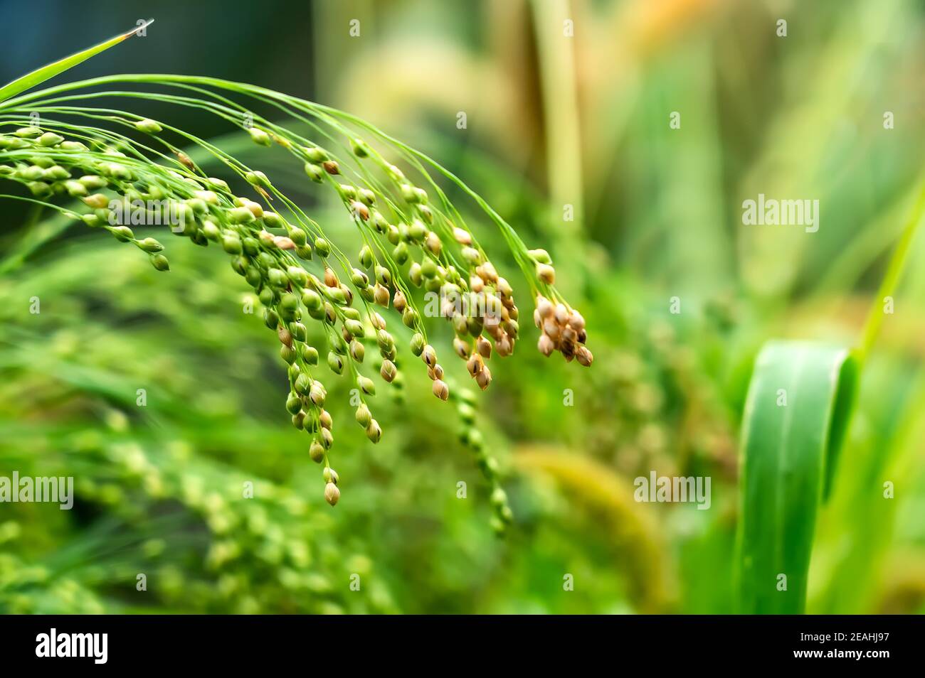 Proso millet hi-res stock photography and images - Alamy