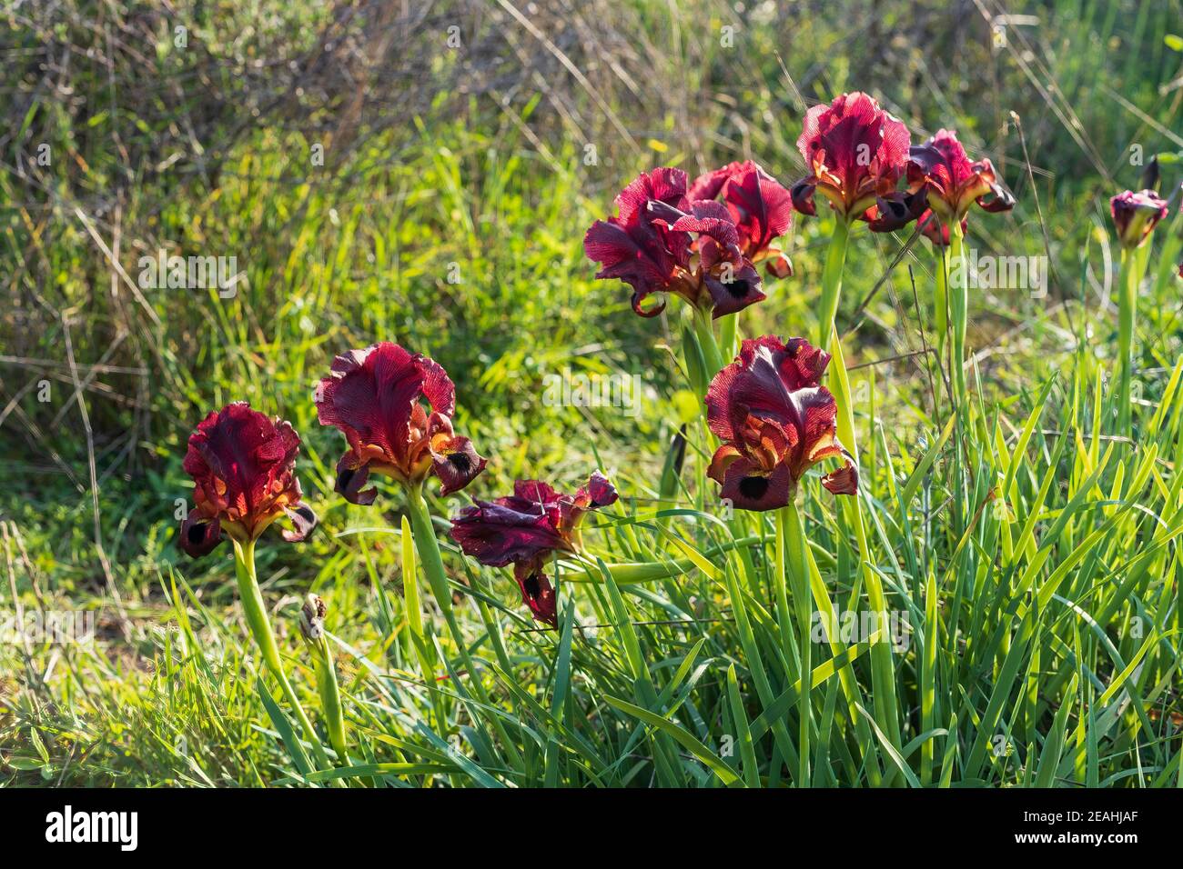 Group of wild purple iris Argaman flowers of close up among the grass ...