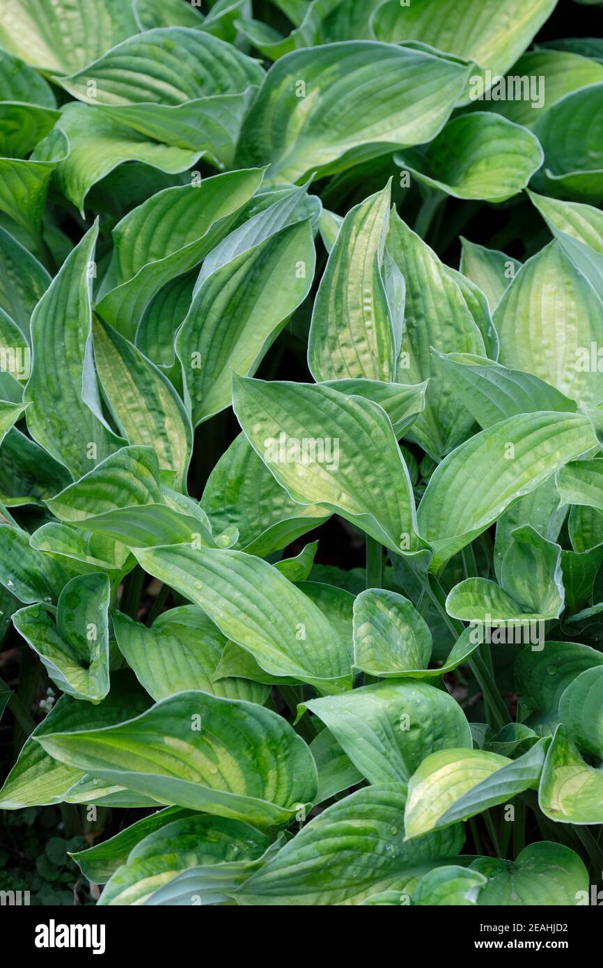 Hosta sharmon hi-res stock photography and images - Alamy