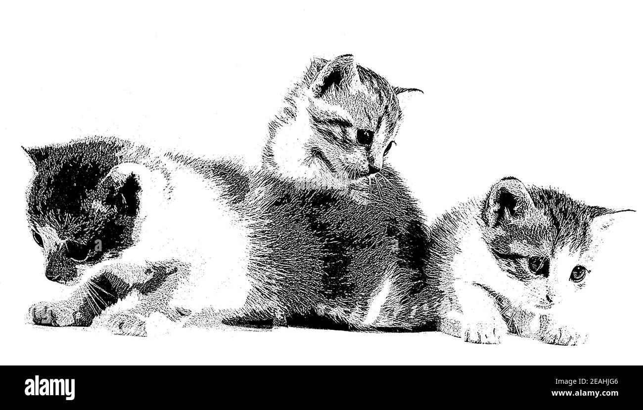 Beautiful pet cute little Black and White Stock Photos & Images - Alamy