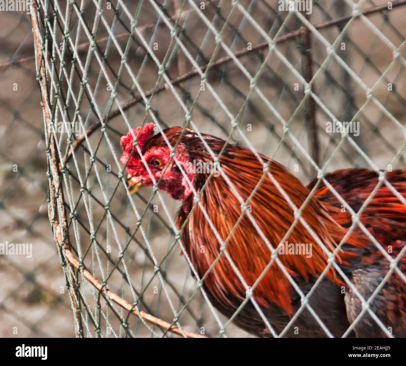 Battle rooster (heeler) in a cage before a fight. Cock fighting in ...