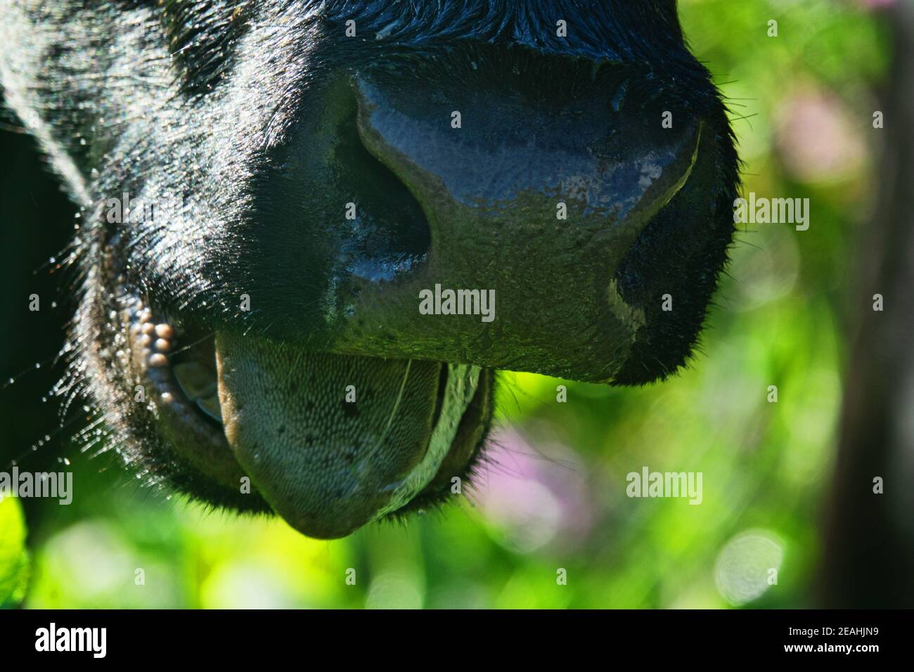 Close-up of a black chewing cow's face, masticate the grass Stock Photo ...