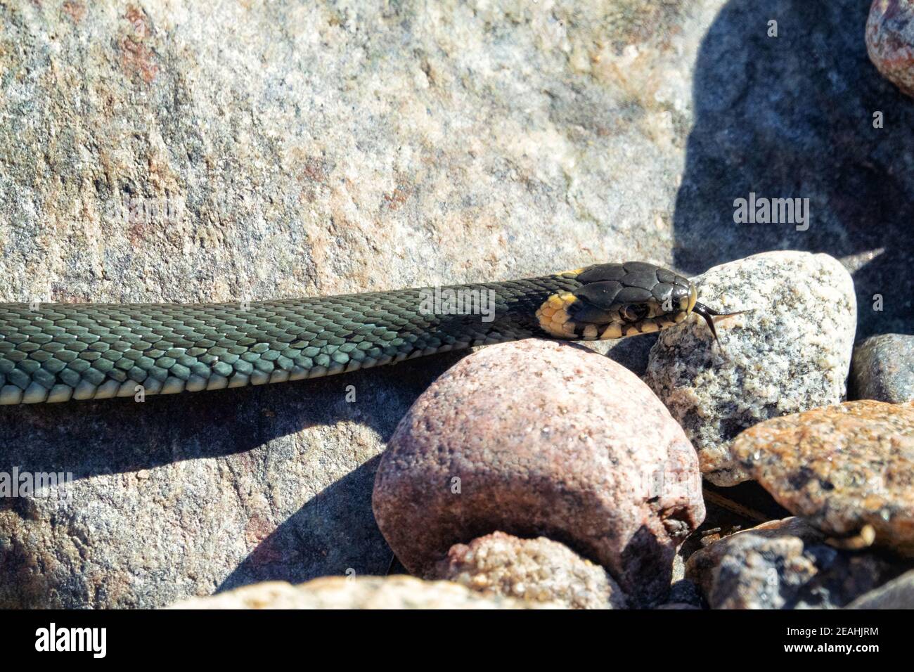 Common Grass-snake (Natrix natrix) from the East Baltic sea coast ...