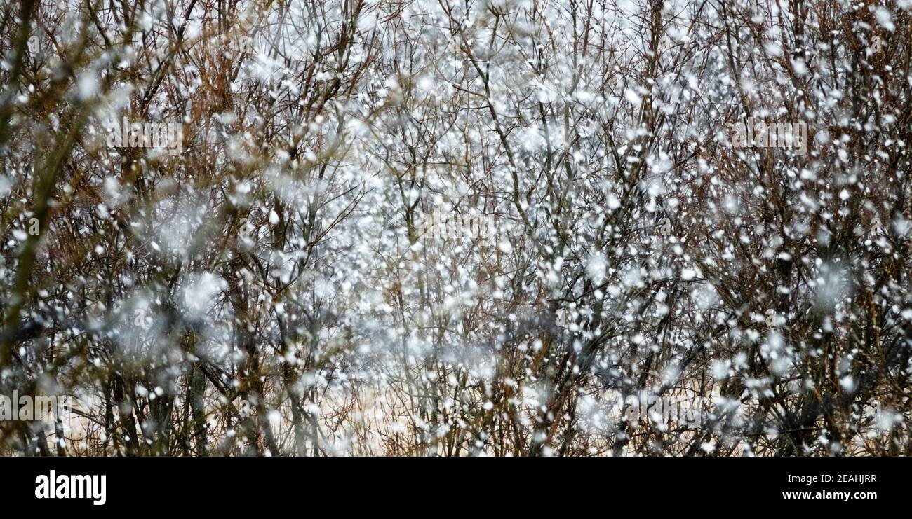 Sheet of snow. Thick heavy snow is coming Stock Photo - Alamy