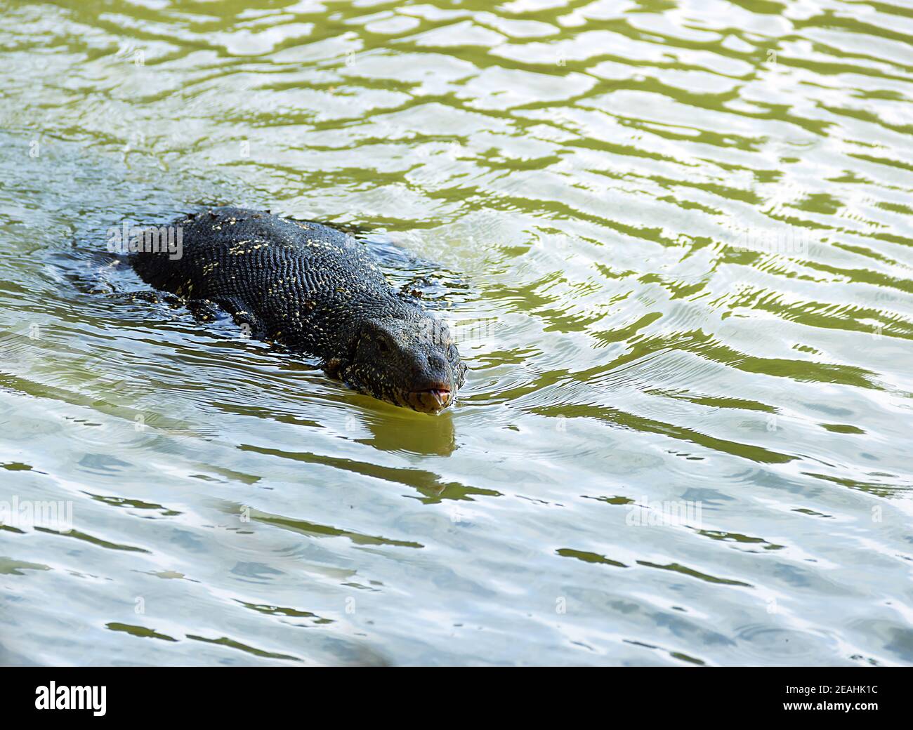 Monitor or Water Lizard floating in the lake. Large lizards in Sri ...