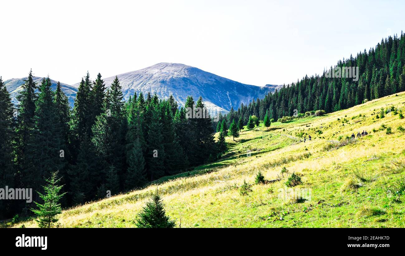 View while climbing Mount Hoverla. View of the mountain, forests and ...