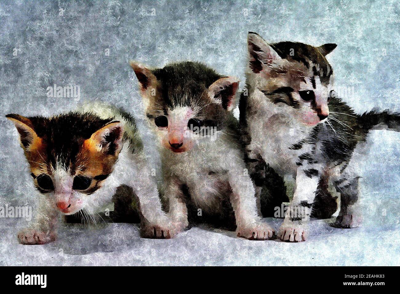 Little cute cat Stock Photo - Alamy