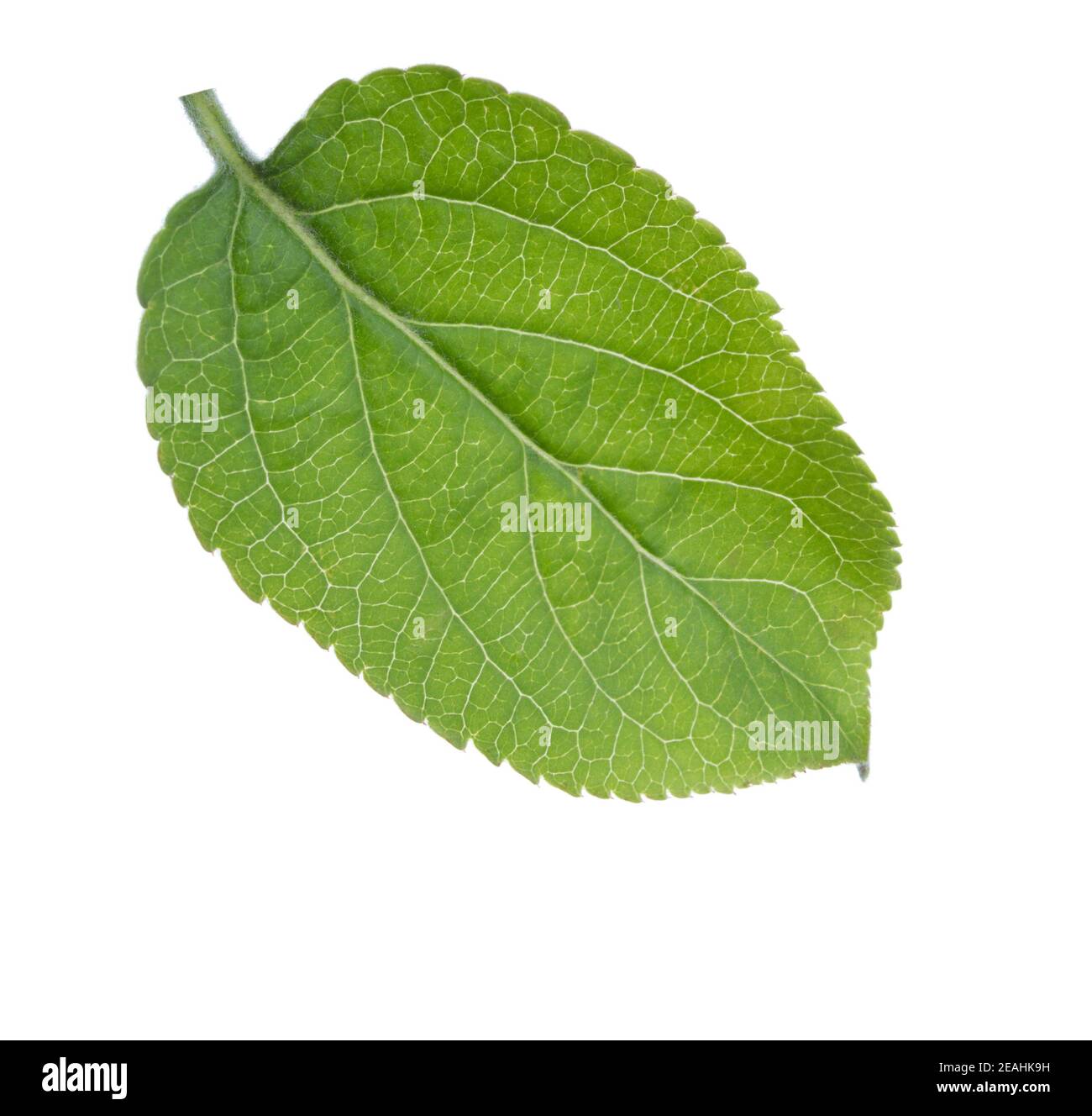Young green leaf of Apple tree isolated on white background Stock Photo ...