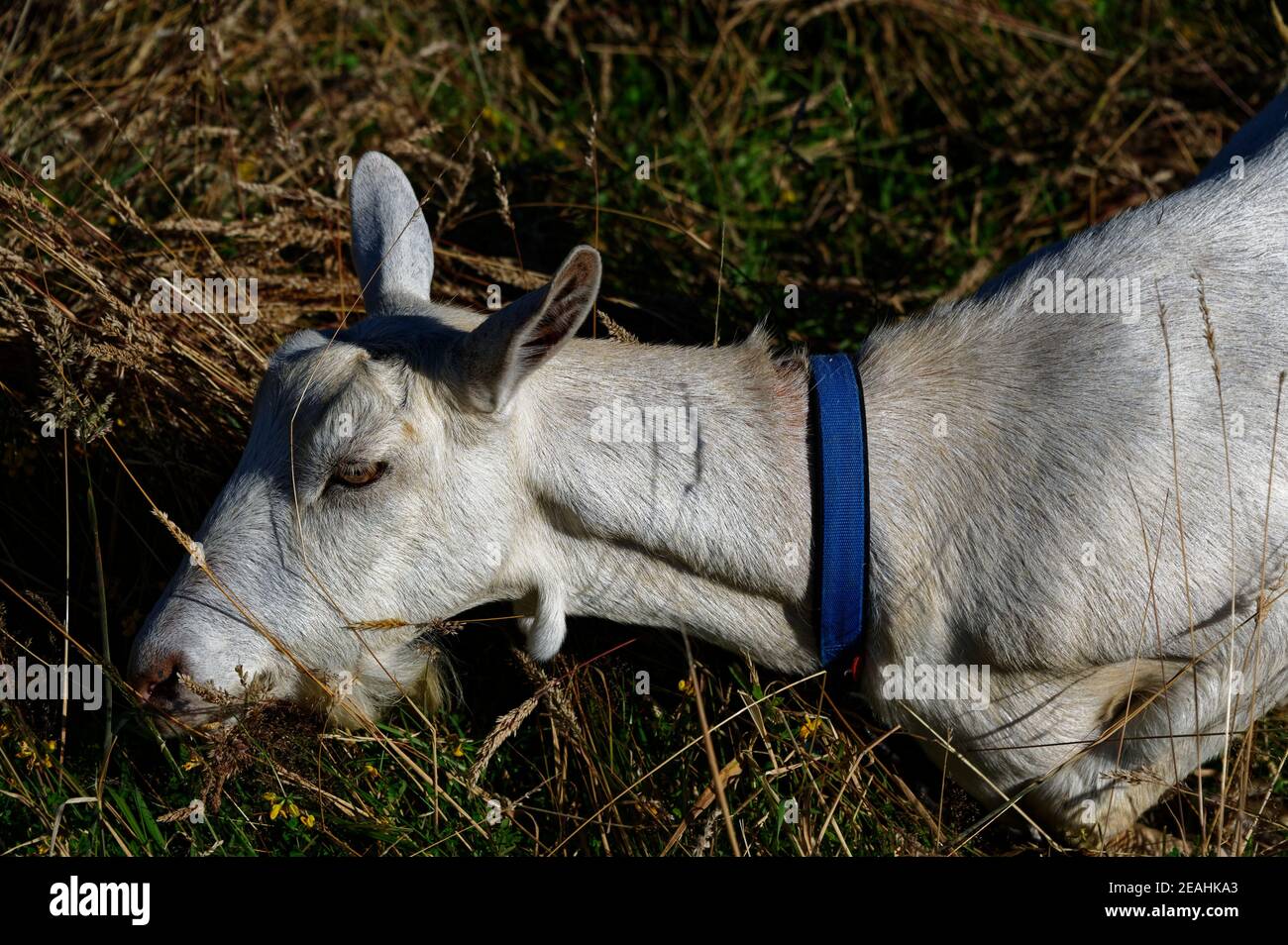 A tethered goat wearing a blue collar is eating grass Stock Photo - Alamy
