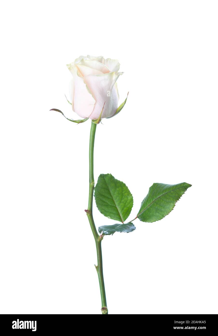 Pale light pink Rose with green leaf isolated on white background Stock ...