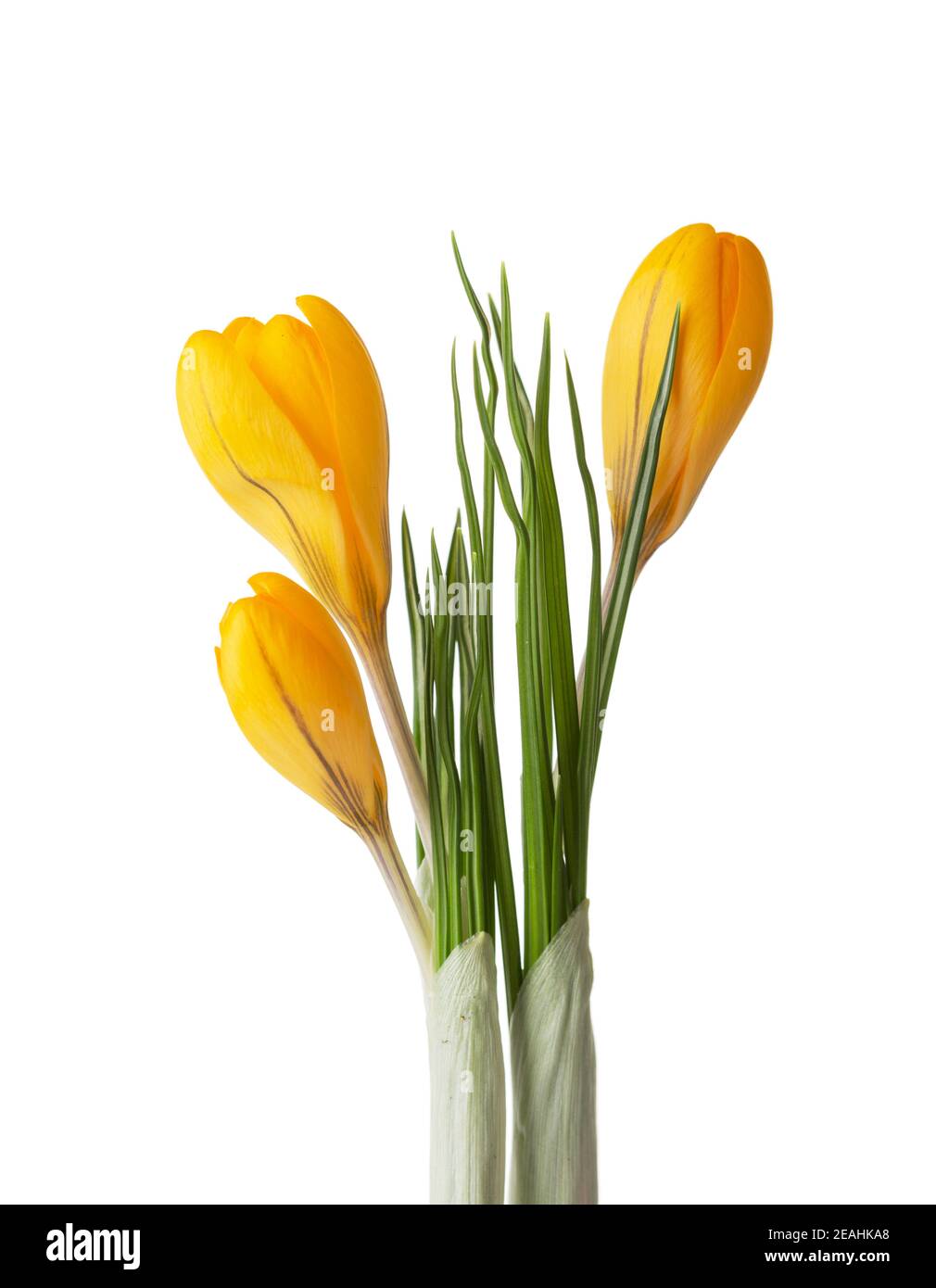 Three yellow Crocus buds isolated on white background Stock Photo - Alamy