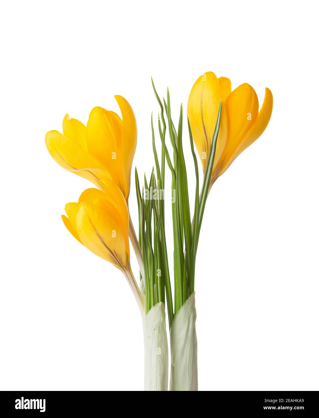 Three yellow Crocus flowers isolated on white background Stock Photo ...