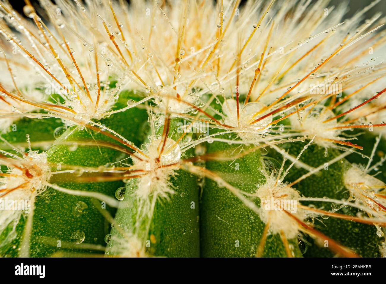 Macro photo of green cactus with spines Stock Photo - Alamy