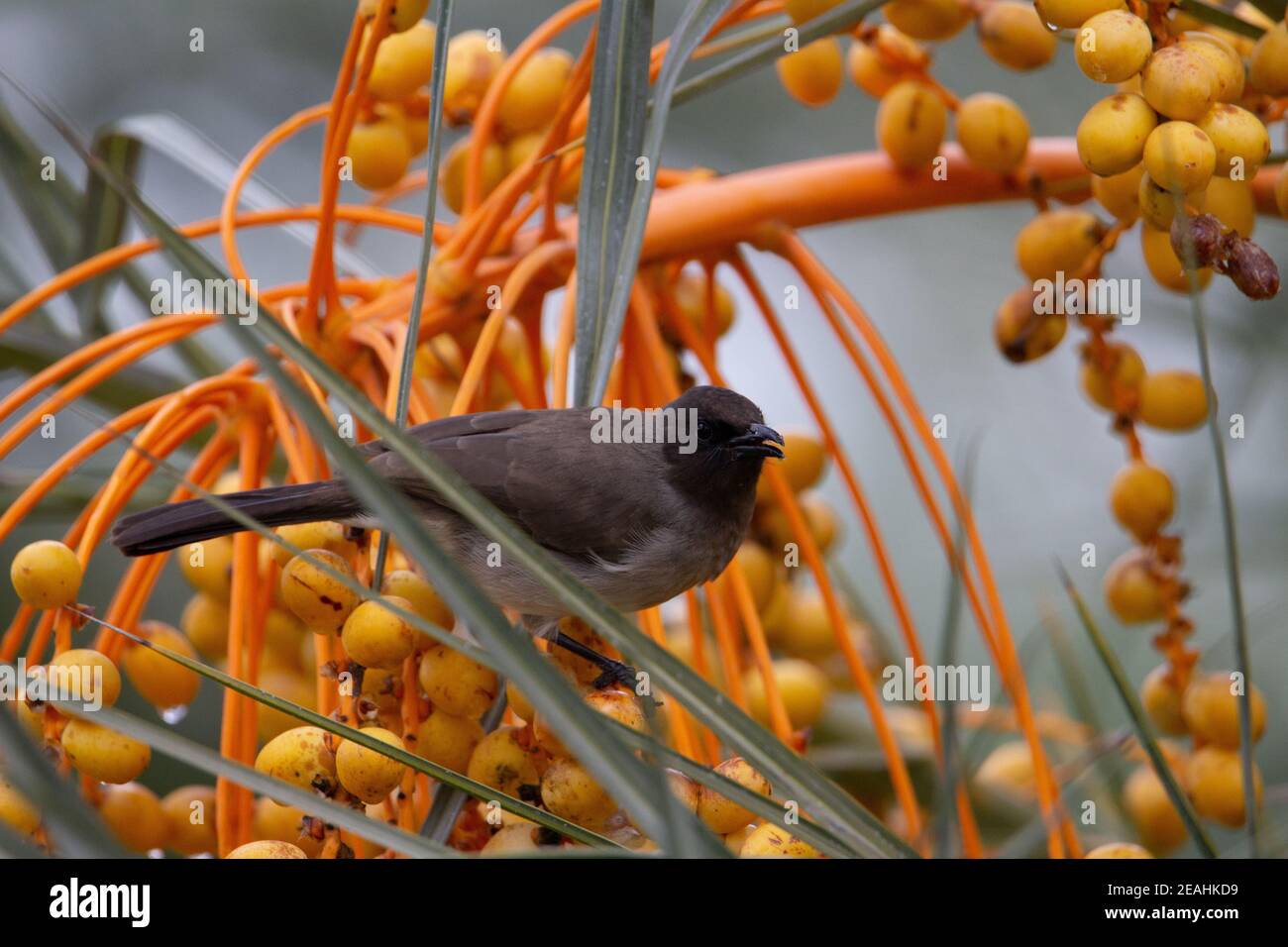 common bulbul (Pycnonotus barbatus) a common bulbul feeding in an ...