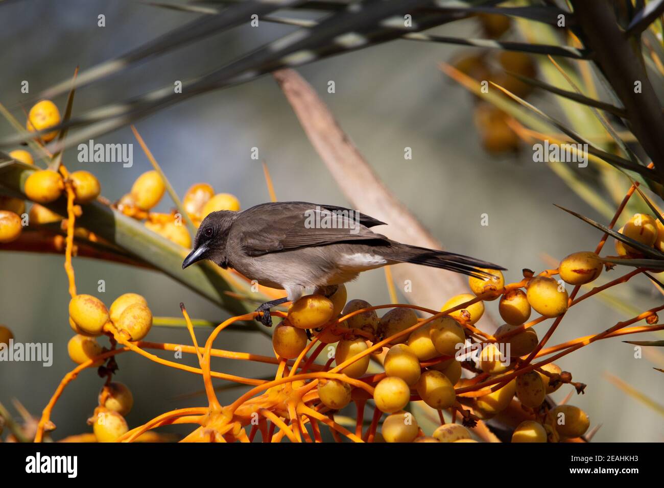 common bulbul (Pycnonotus barbatus) a common bulbul in an orange date ...