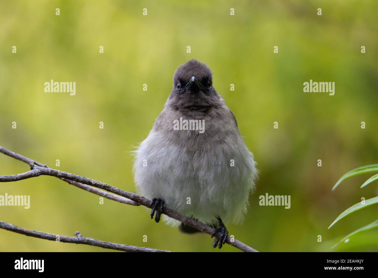 common bulbul (Pycnonotus barbatus) a common bulbul isolate on a ...
