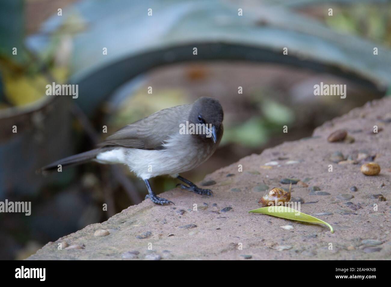 common bulbul (Pycnonotus barbatus) a single common bulbul feeding on ...