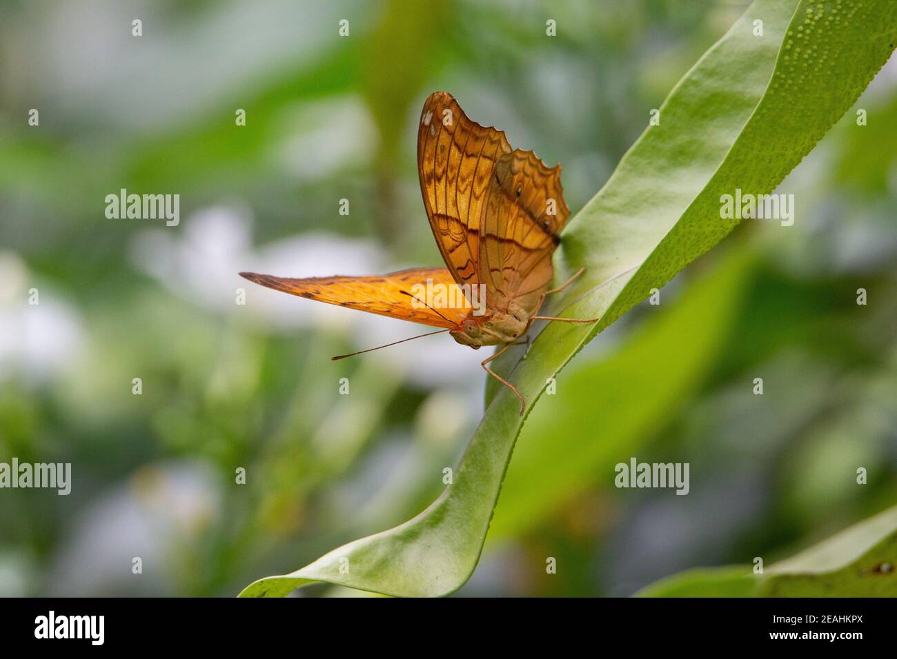 common cruiser (Vindula erota) common cruiser butterfly resting on a ...