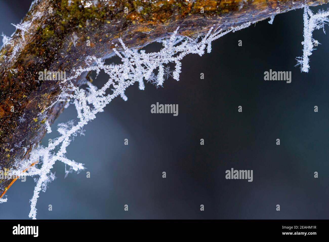 Frost on spider web hi-res stock photography and images - Alamy