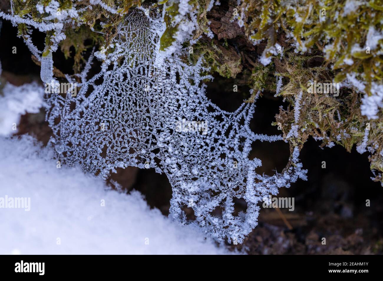 Spiders web frost garden hi-res stock photography and images - Alamy