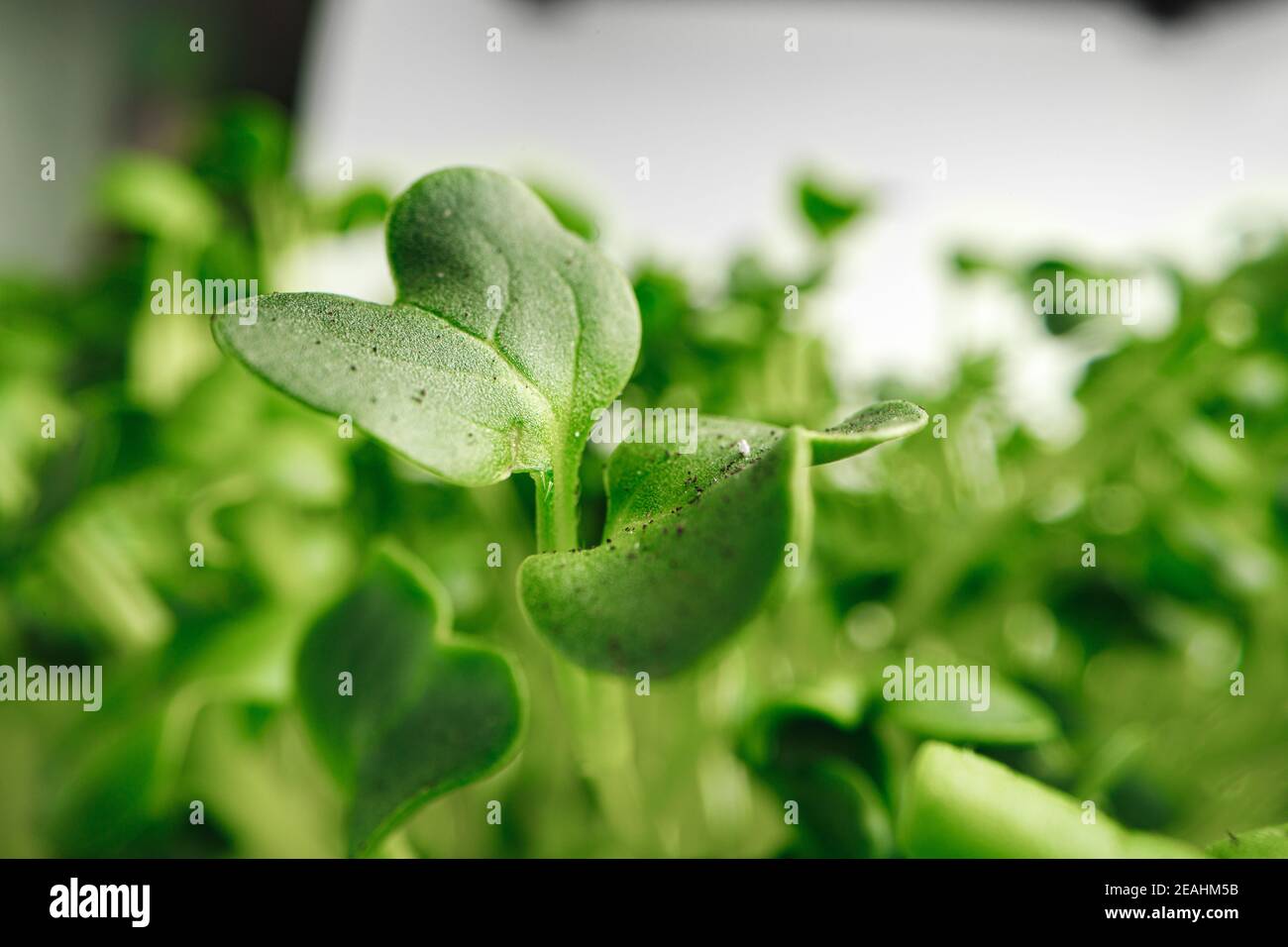 Growing leaves of micro green plant macro Stock Photo - Alamy