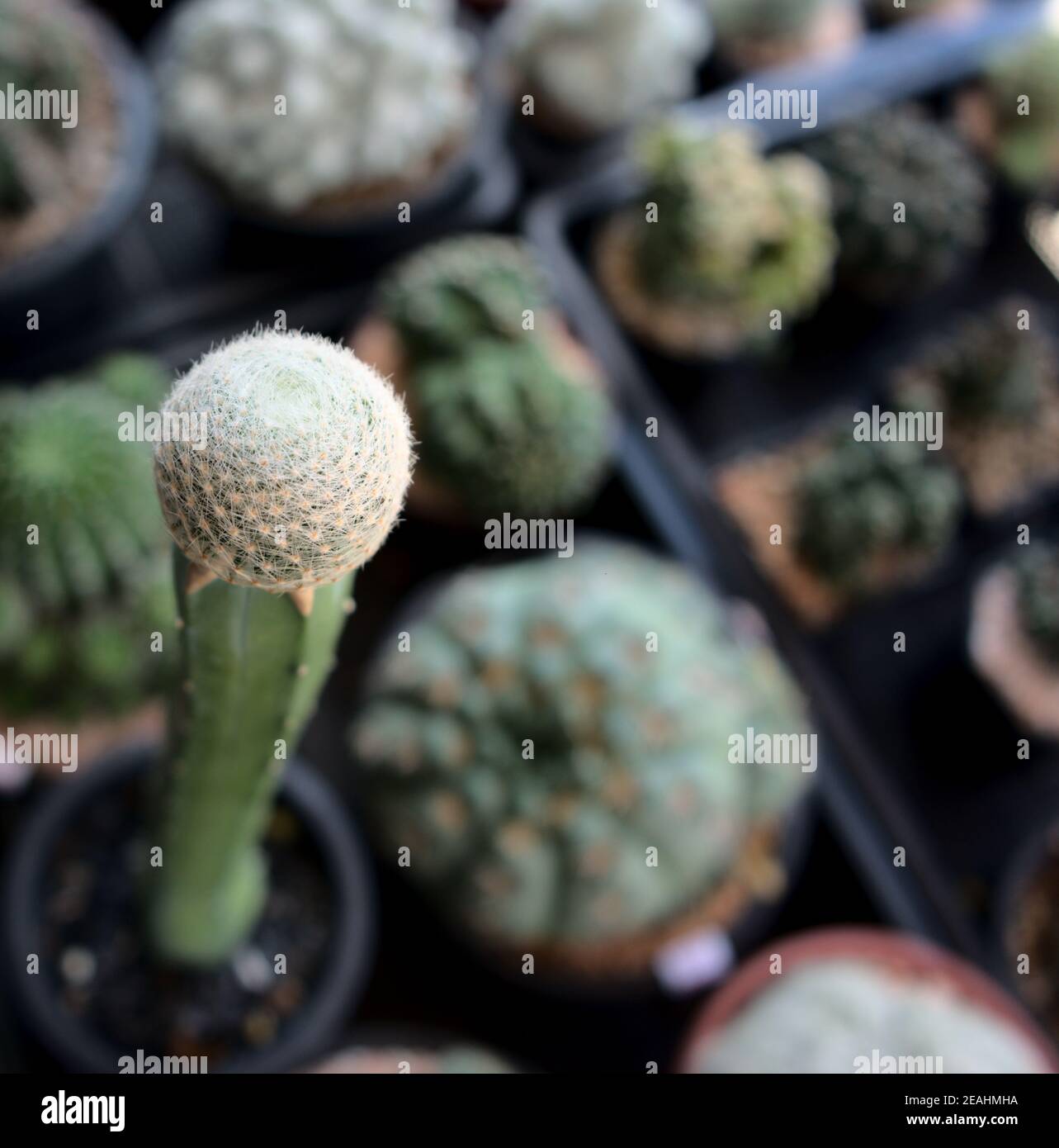 Small single towering cactus in pot with blurred background, cacti ...