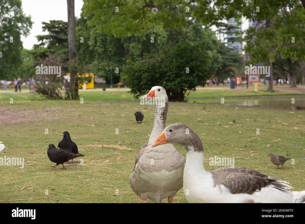 Geese and pigeon hi-res stock photography and images - Alamy