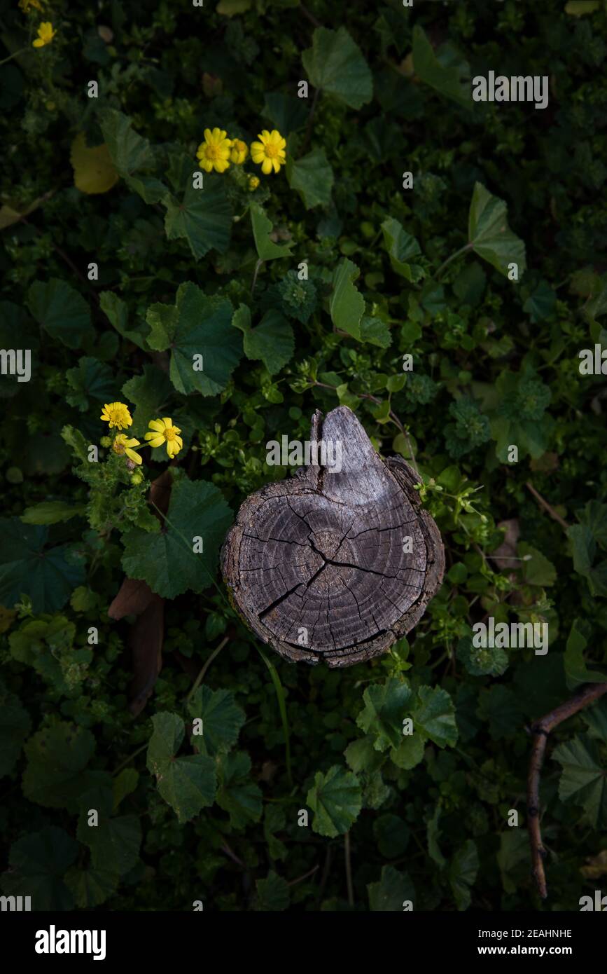 Tree log in forest Stock Photo - Alamy