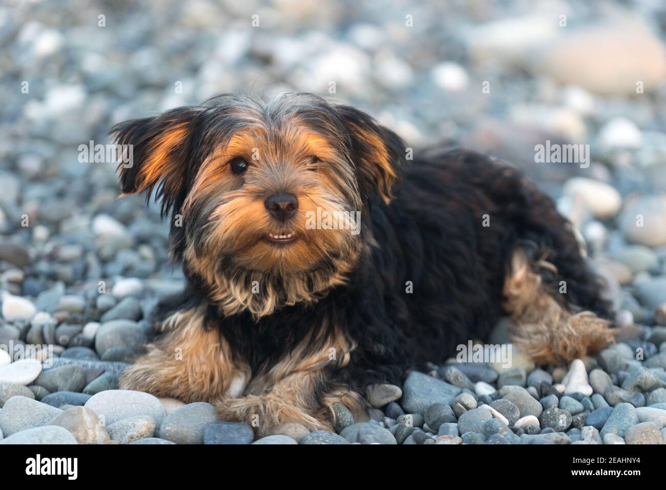 Brown yorkshire terrier hi-res stock photography and images - Alamy
