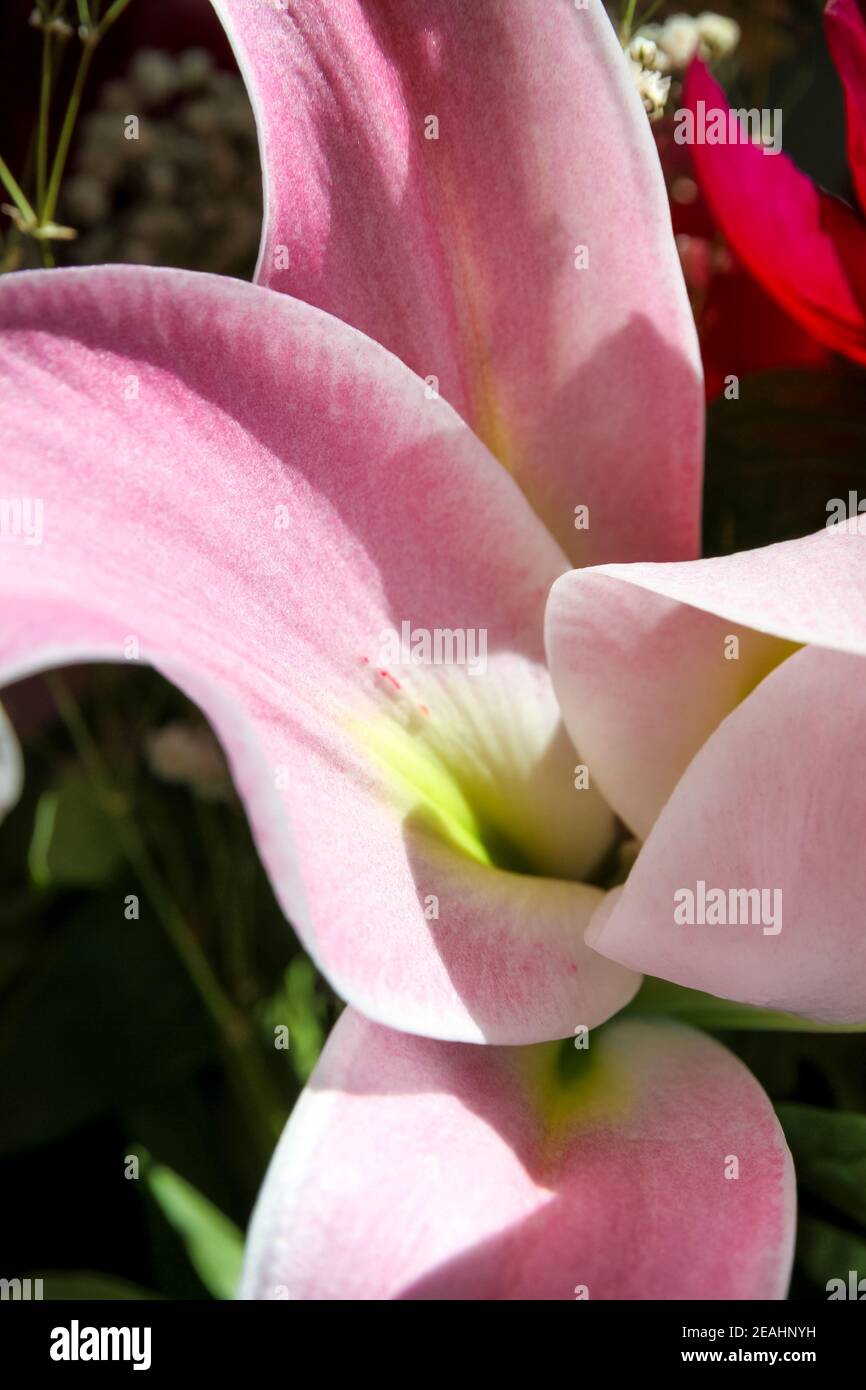 Lily flower macro view. Colorful background wallpaper Stock Photo - Alamy