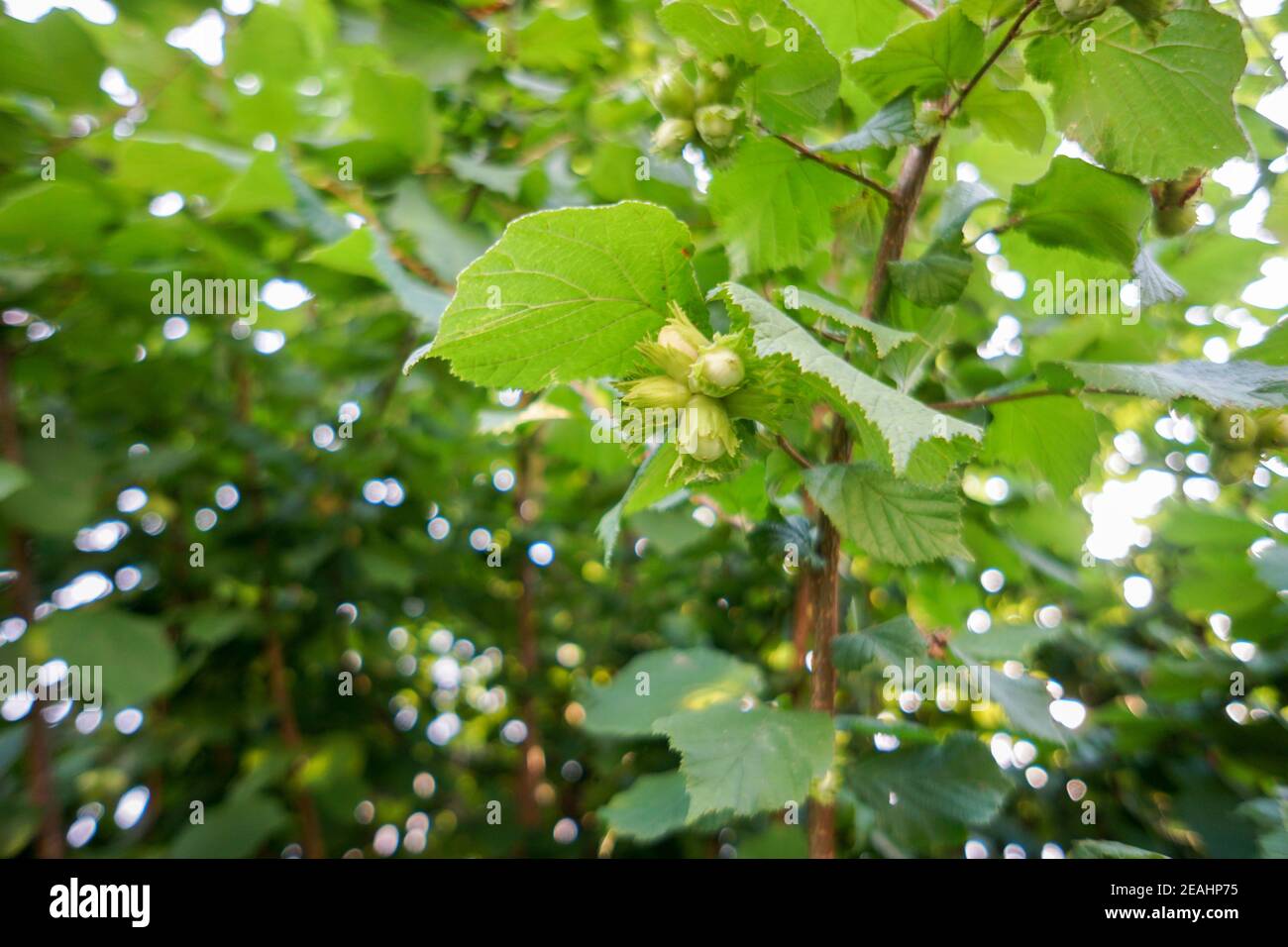 Unripe hazelnuts on a tree branch Stock Photo - Alamy