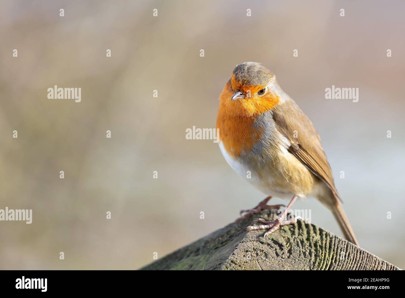Robin on an clear background Stock Photo - Alamy