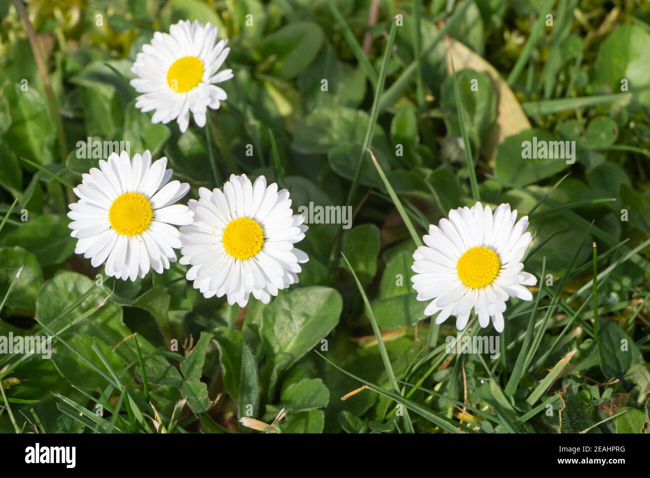 White flowers of daisy in a garden during spring Stock Photo - Alamy