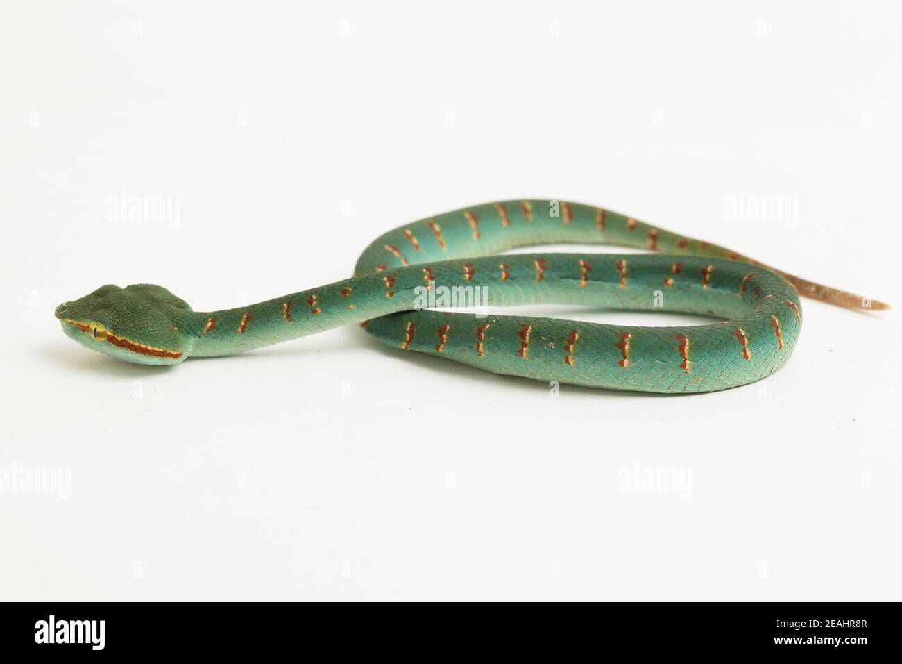 Wagler's pit viper (Tropidolaemus wagleri) isolated on white background ...