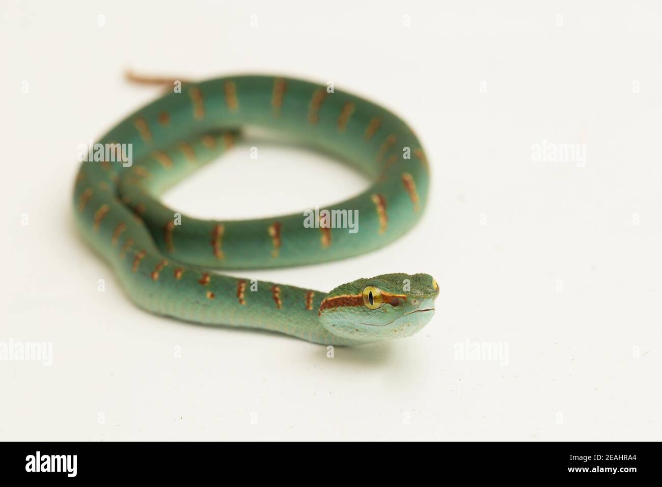 Wagler's pit viper (Tropidolaemus wagleri) isolated on white background ...