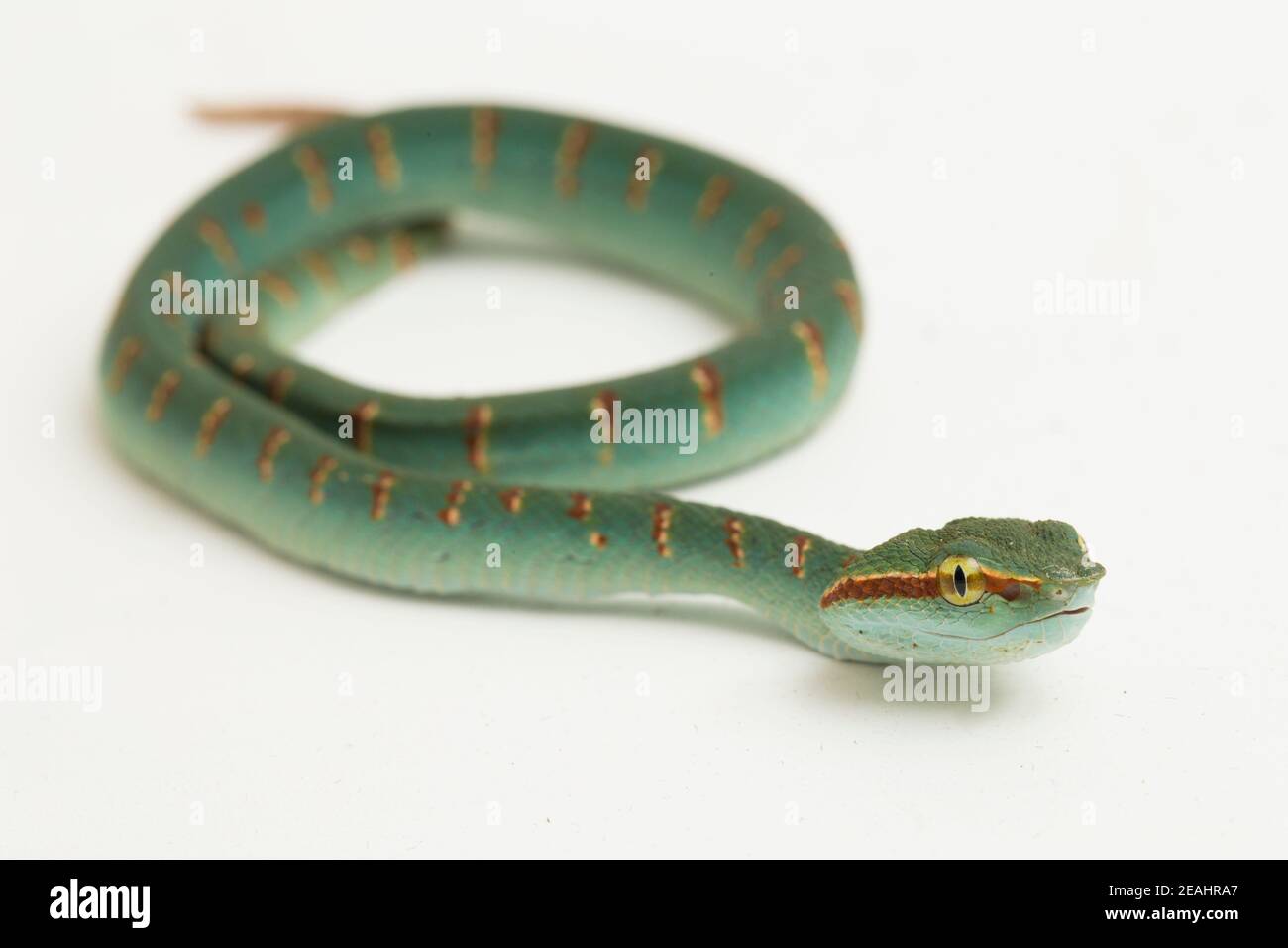Wagler's pit viper (Tropidolaemus wagleri) isolated on white background ...