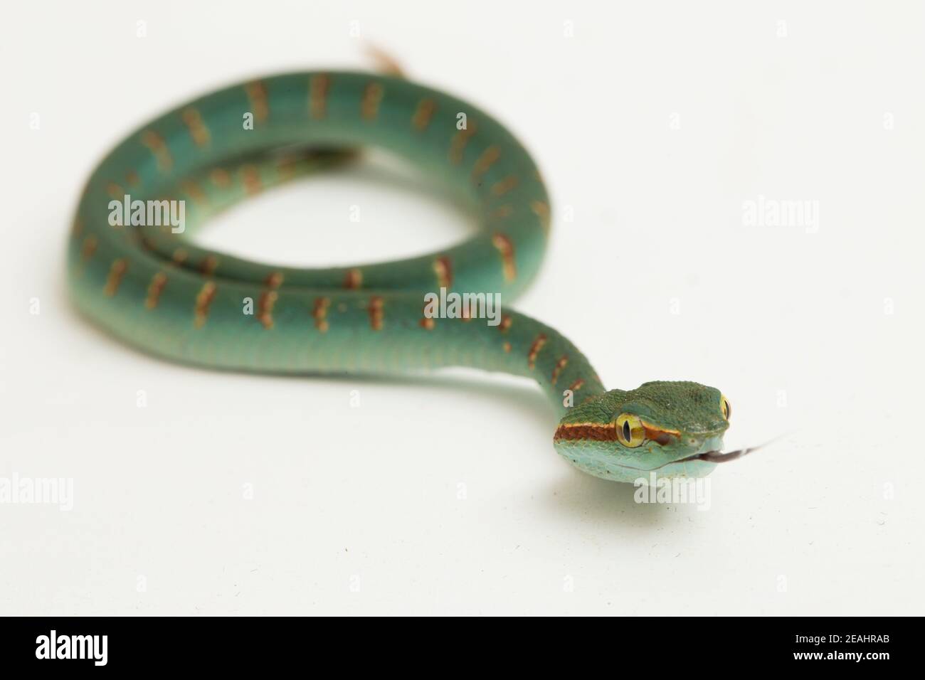 Wagler's pit viper (Tropidolaemus wagleri) isolated on white background ...