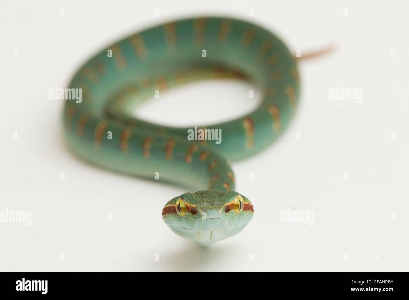 Wagler's pit viper (Tropidolaemus wagleri) isolated on white background ...